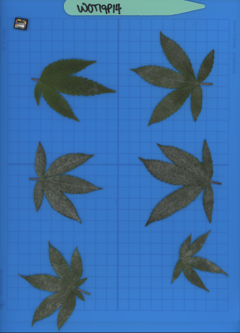 GitHub - megahitokiri/LISAT: Leaf Image Segmentation Analysis Tool (LISAT)