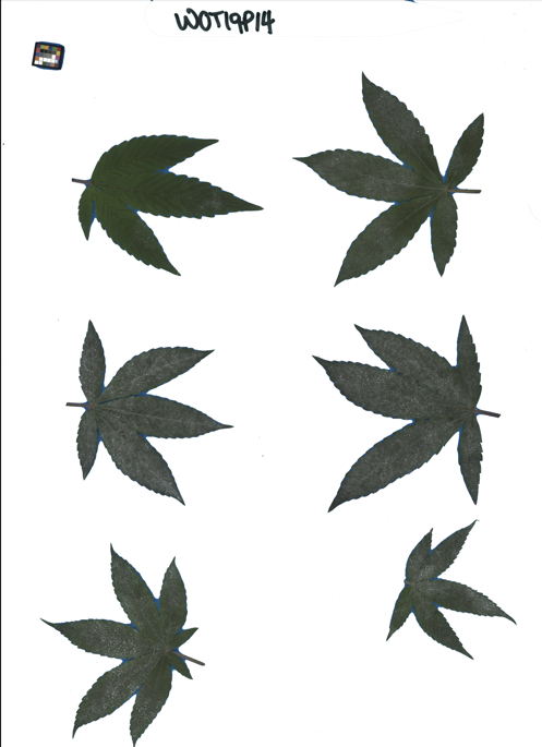 GitHub - megahitokiri/LISAT: Leaf Image Segmentation Analysis Tool (LISAT)