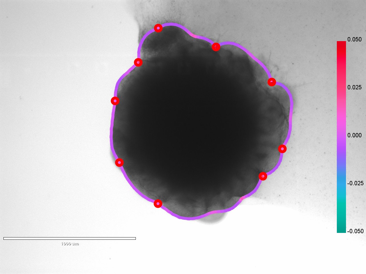 GitHub - jboulanger/Organoid_morphology