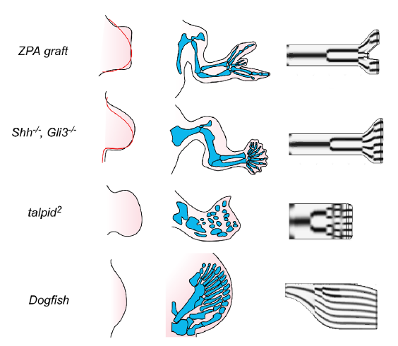Multi-Scale Turing Patterns · Issue #1653 · CodingTrain/Suggestion-Box · GitHub