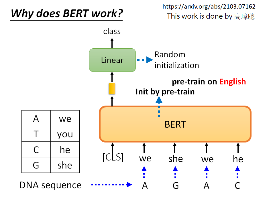 9.2-Fun Facts about BERT · Issue #59 · Pin-Jiun/Machine-Learing-NTU · GitHub