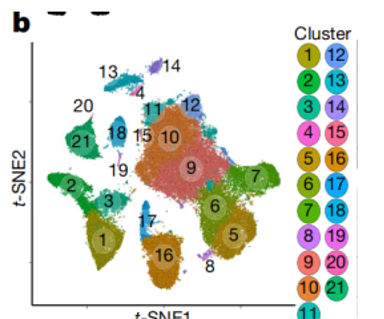 Some question about DimPlot. · Issue #3639 · satijalab/seurat · GitHub