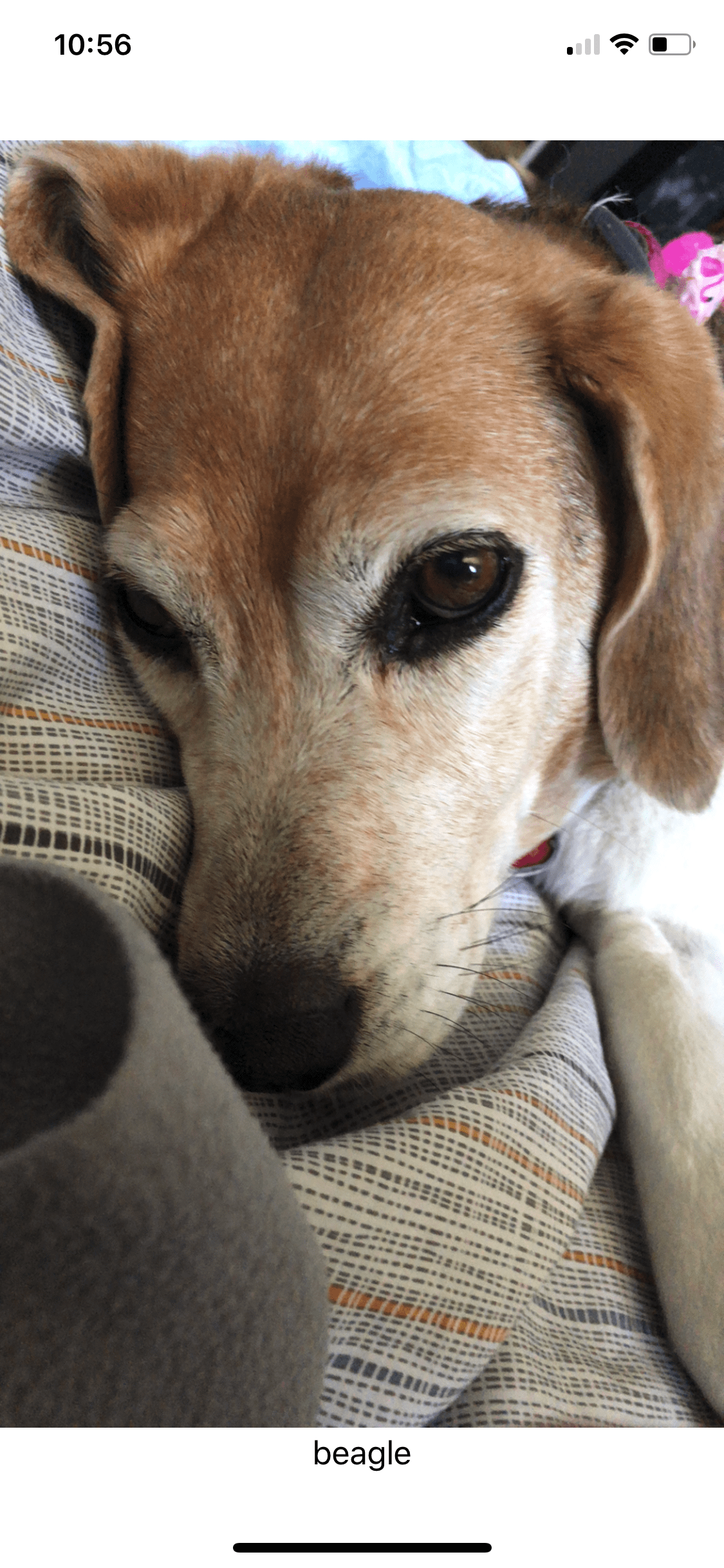 GitHub - bustamantebernardo/PupID: Machine learning visual recognition ...