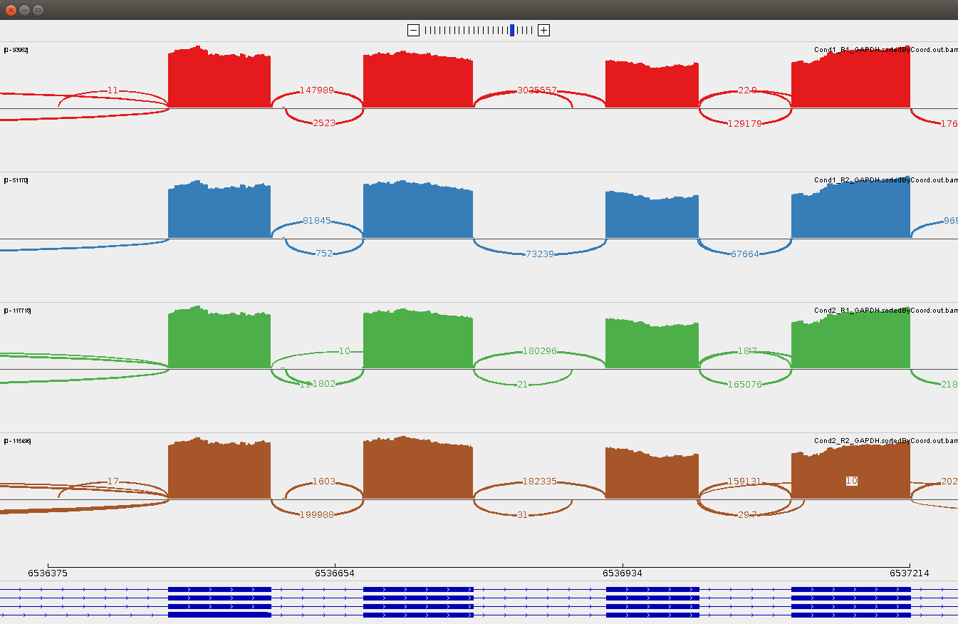 Sashimi plot - junction counts and location issue · Issue #538 ...