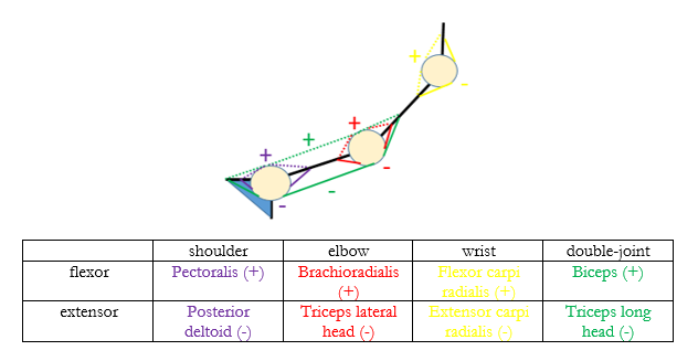 GitHub - ValentinFauveau/Human-Arm-Motion: The simulation of human ...