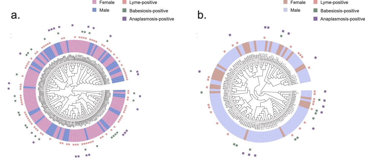 GitHub - sroitman/Tick-Microbiome-Roitman-et-al: All code associated ...
