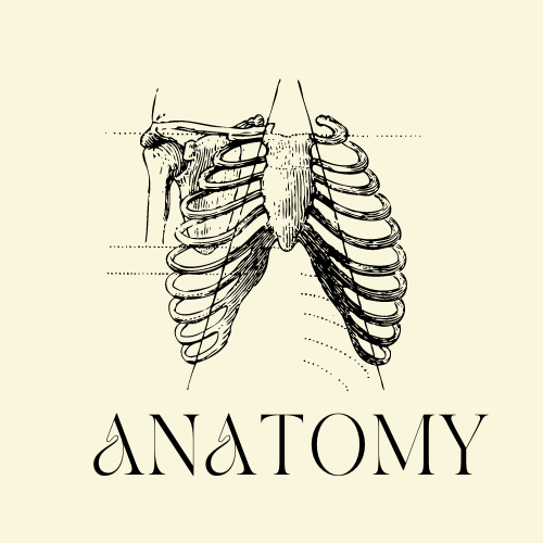 GitHub - Bilunska/AnatomyApp