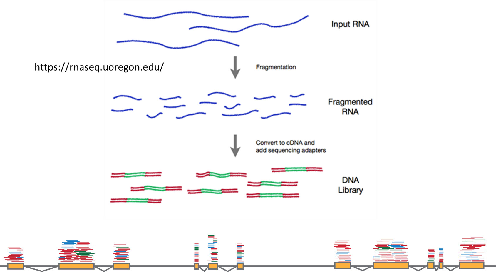 1E. Different kinds of genome sequencing - barrettlab/Corallorhiza ...