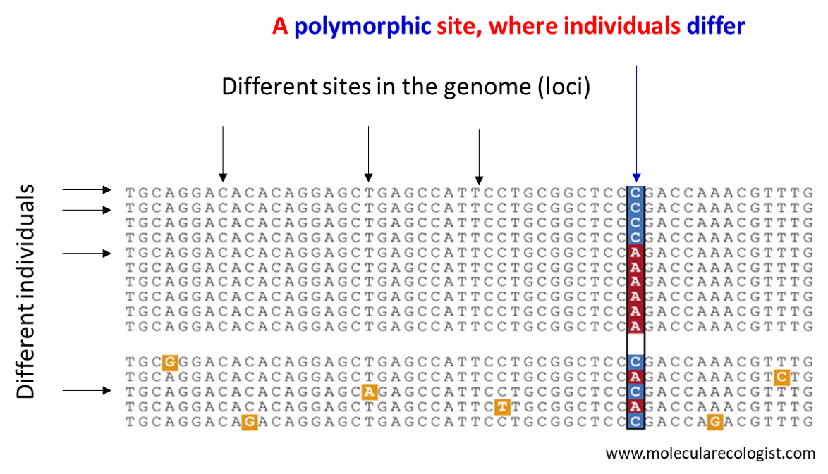 1E. Different kinds of genome sequencing - barrettlab/Corallorhiza ...