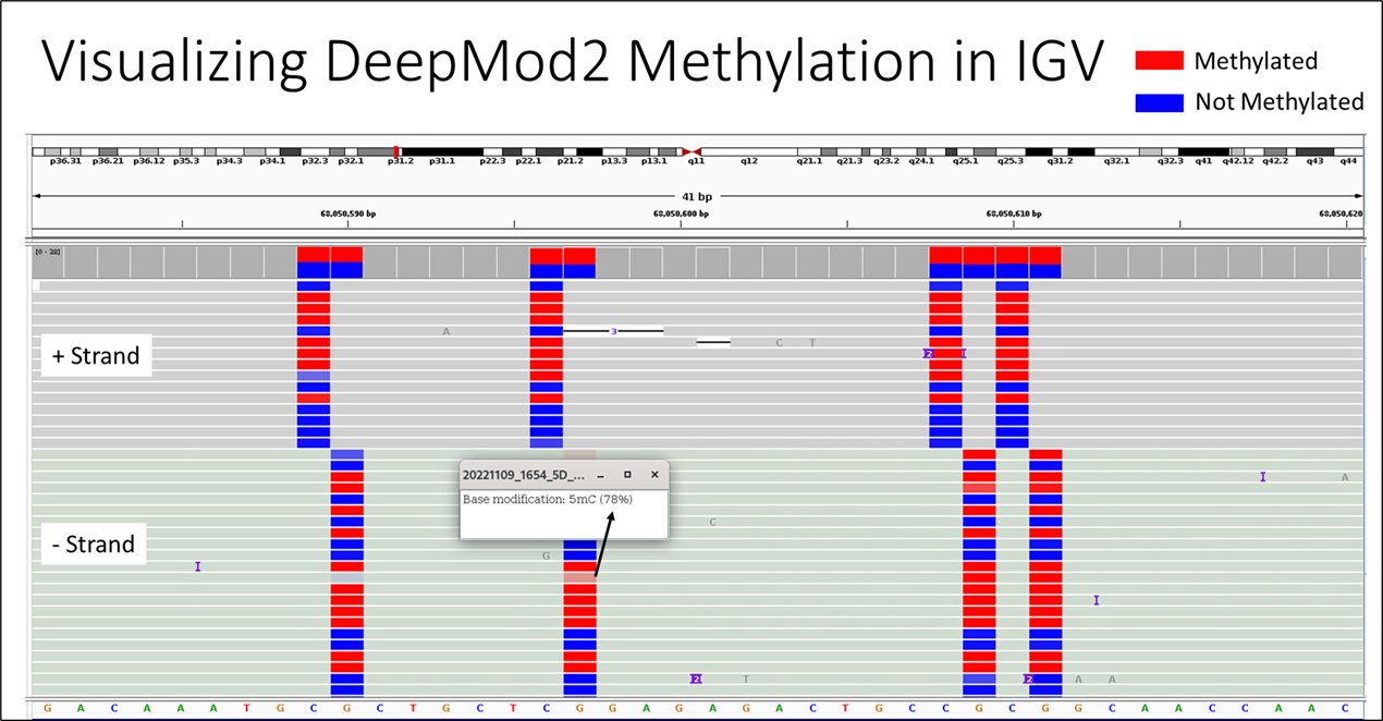 GitHub - WGLab/DeepMod2: DeepMod that works on Guppy or Tombo generated FAST5 files