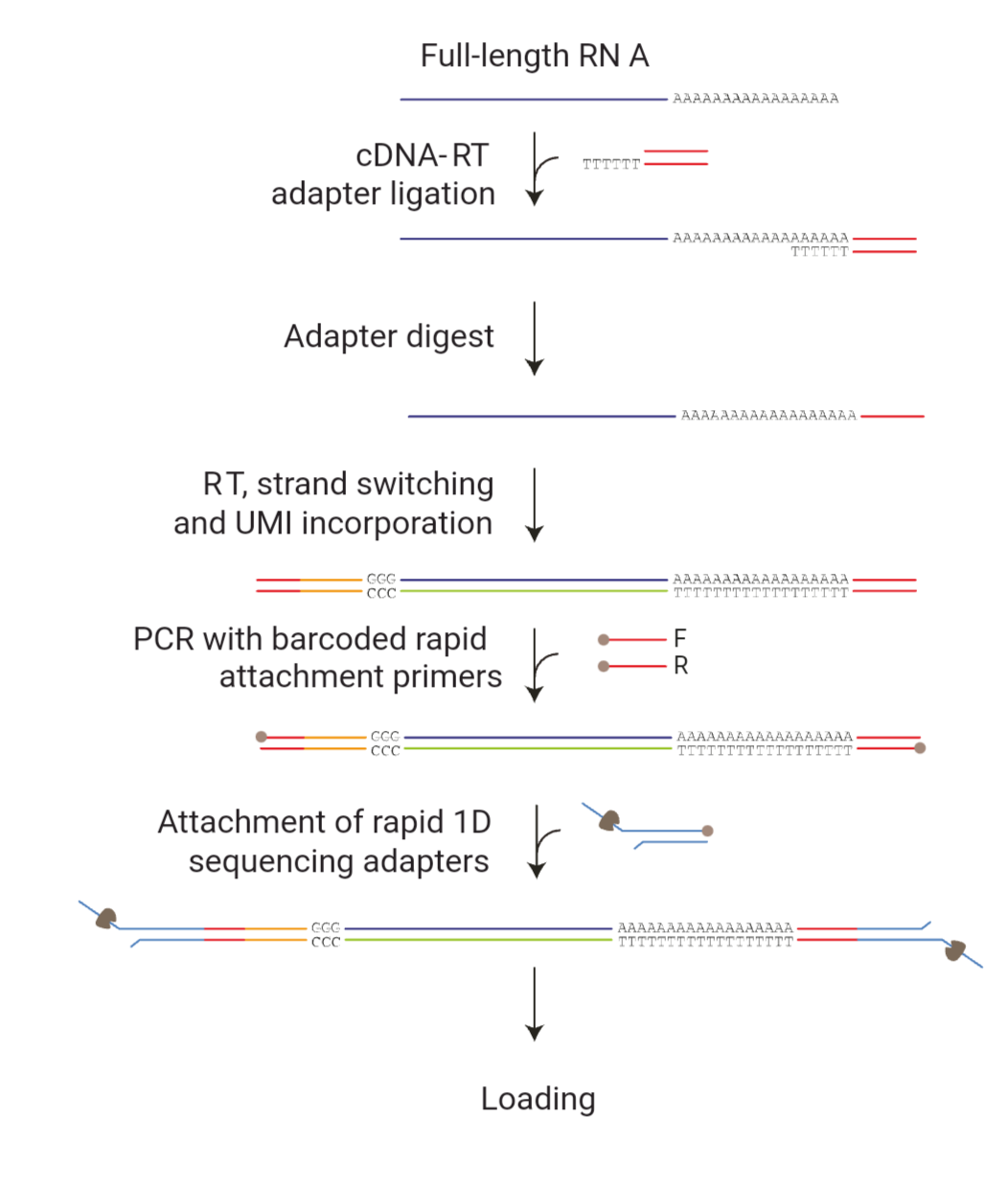 Sqk Pcb111 24 Strand Information · Issue 160 · Nanoporetech Dorado · Github