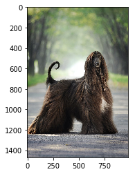 GitHub - utkarsht98/covolutional-dog-breed-app: A dog breed classifier which uses convolutional ...