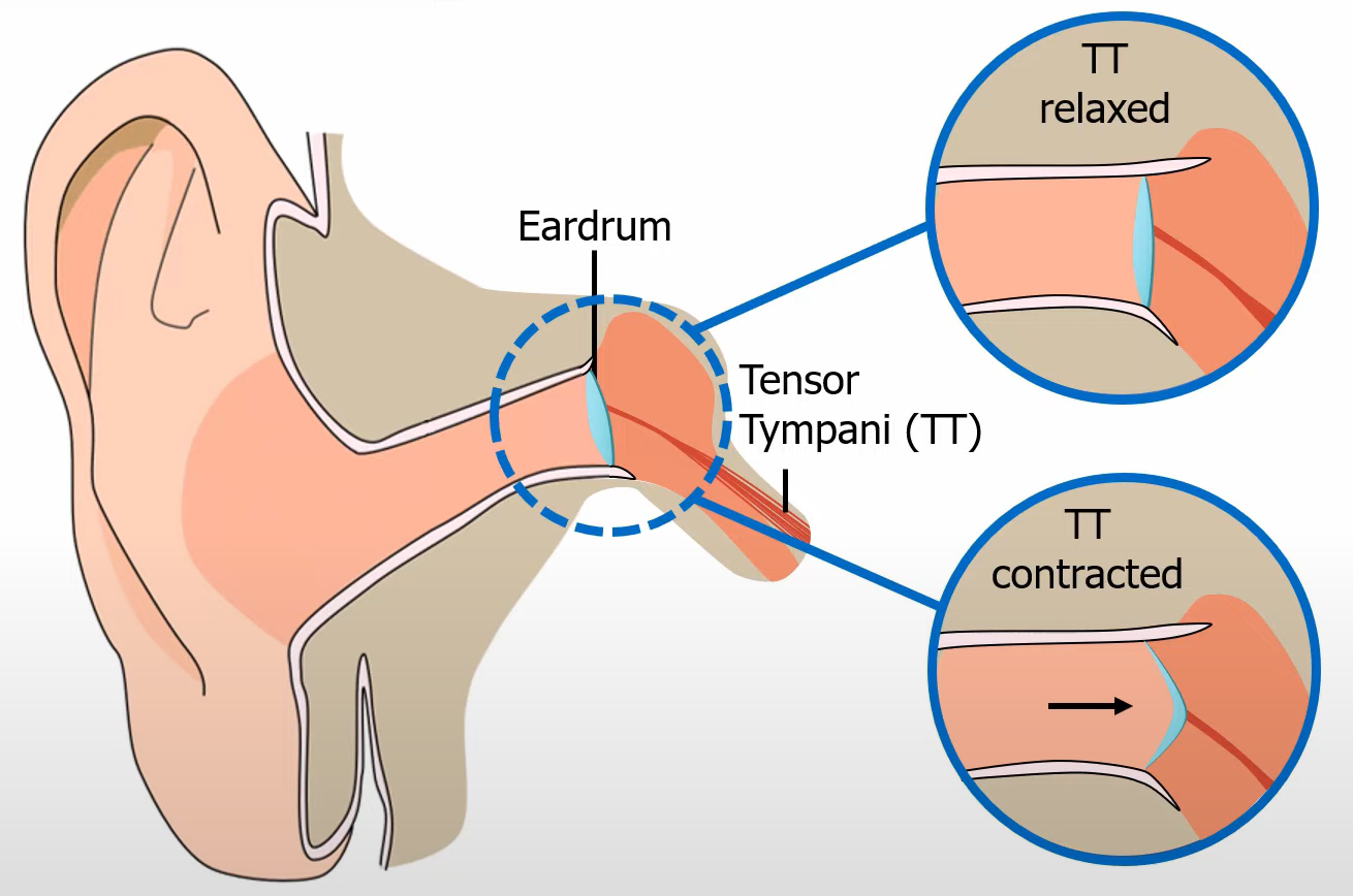 GitHub - QC20/tensor-tympani-interface: EarLink Interface: Exploring Novel Input Mechanisms ...