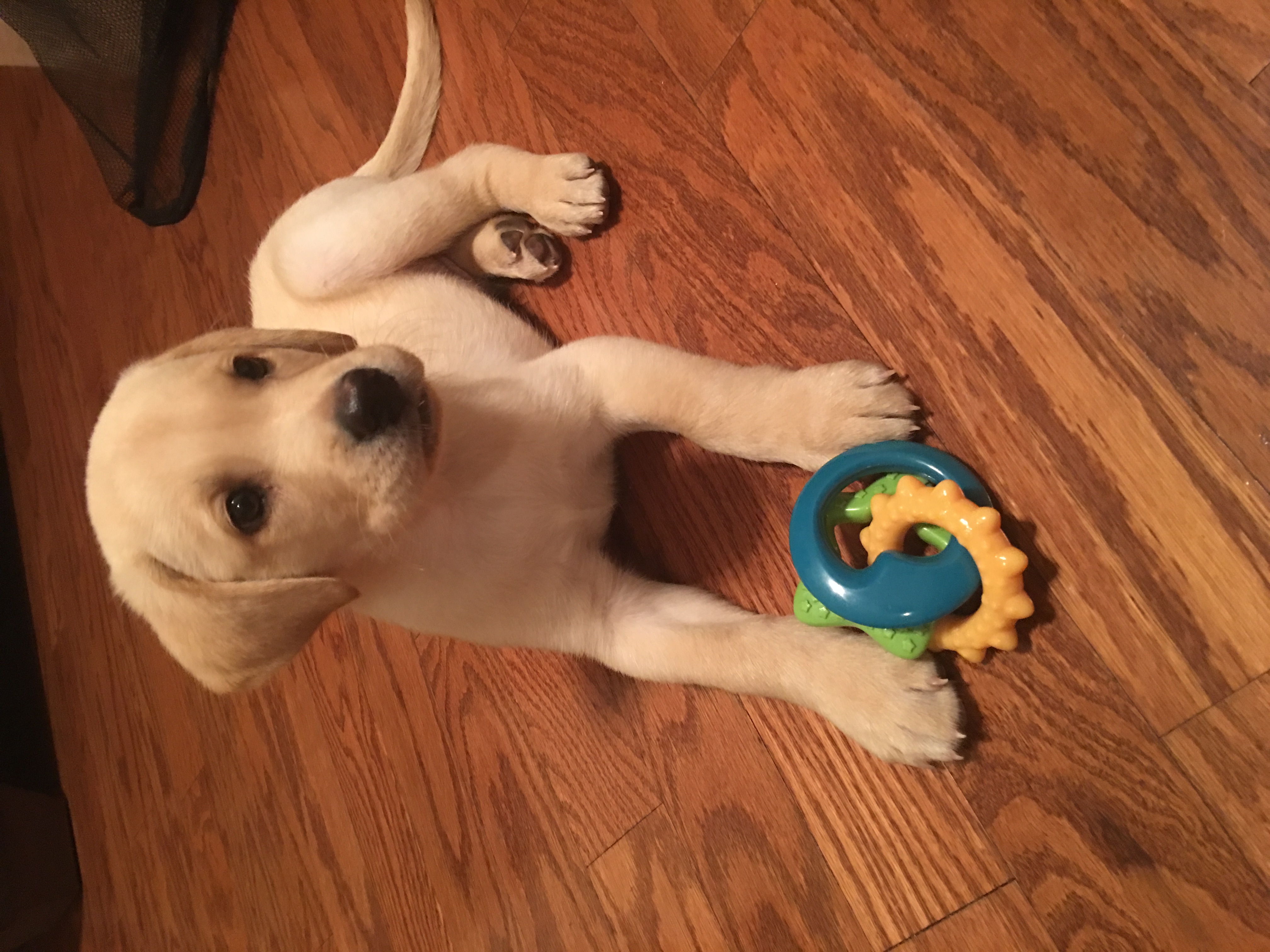 GitHub - mikako-tabe/Treehouse: Projects from my Treehouse Coursework