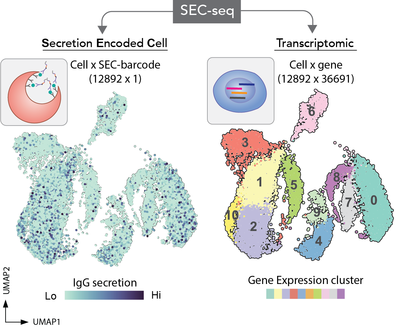 Github Rene2718 Sec Seq Plasma Cell Nanovial By Accumulating Secretions Close To Secreting