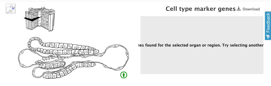 Anatomogram for E-MTAB-9067 doesn't show data when clicking on the next ...
