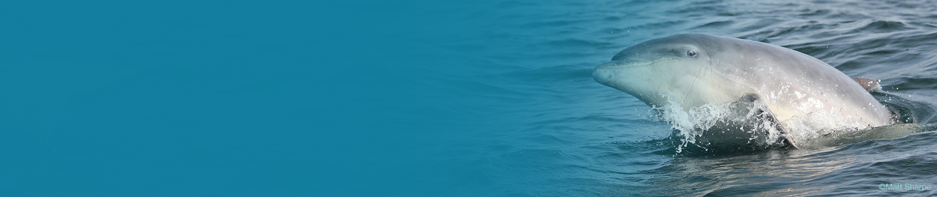 GitHub - awsaf49/happywhale-whale-dolphin-identify: Happywhale - Whale ...