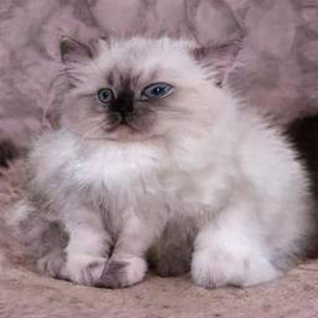 GitHub - Krisa22/Cat_bot: Небольшой бот котов из нейросети для телеграма.