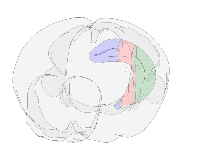 Sagittal slicing bug · Issue #204 · brainglobe/brainrender · GitHub