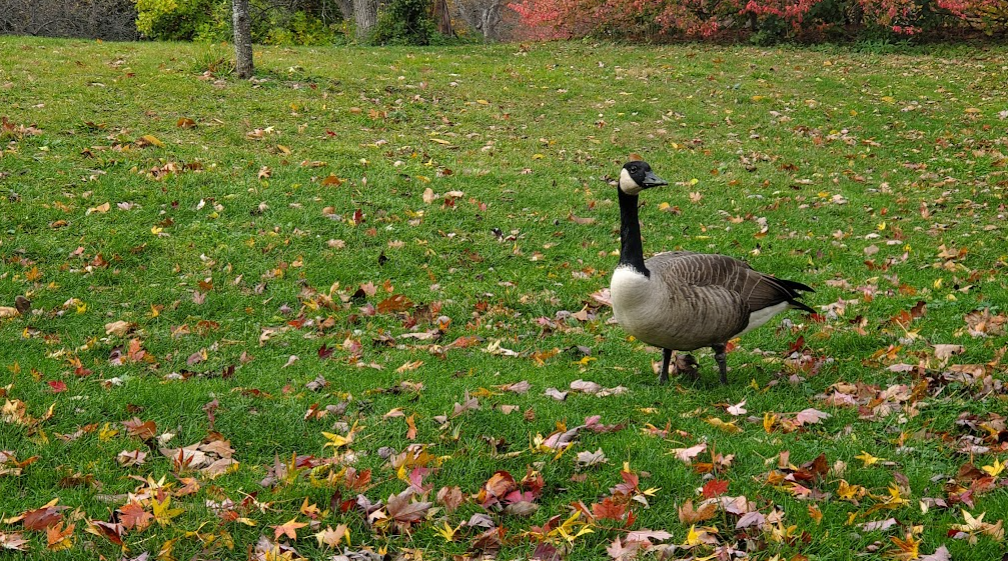 GitHub - some-molasses/Goose-Tutorial: A demonstration of the no-JavaScript-required web ...