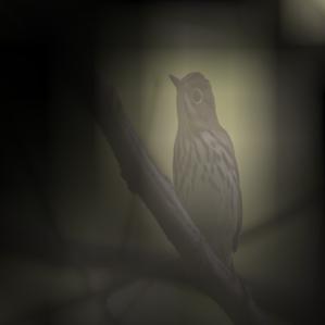 GitHub - savaldesr12/455-FP-BirdClassification: Final Project for CSE 455, a birds classifier.