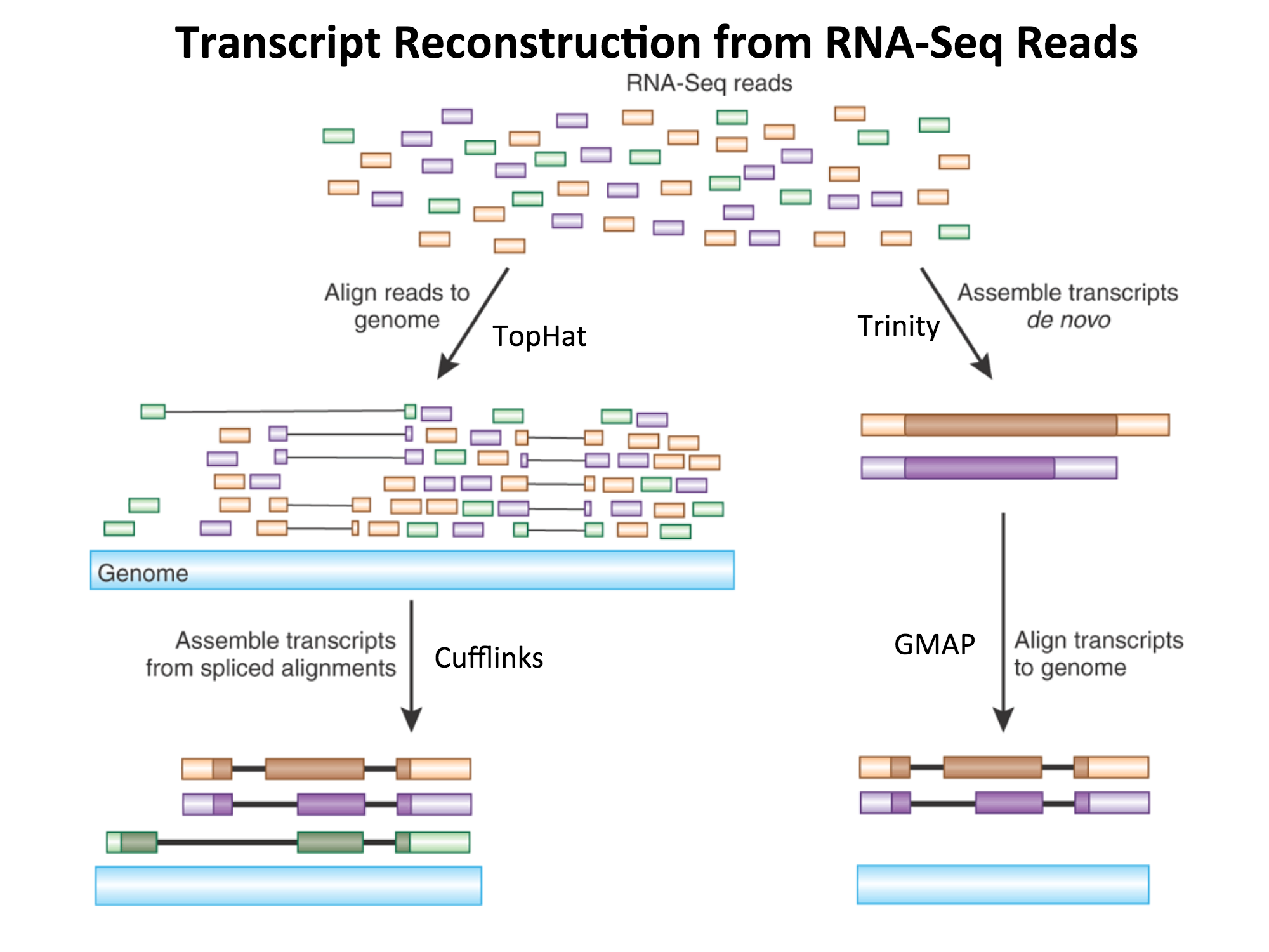 GitHub - evelingonzalezfeliu/Tutorial-Ensamble-de-transcriptomas.