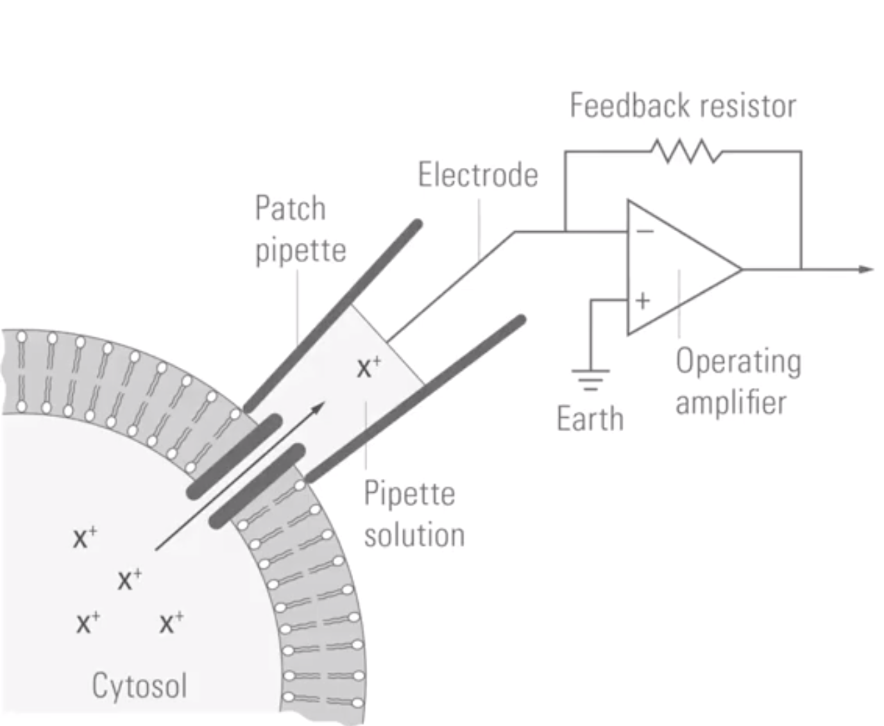 GitHub - forestspike/SNN_single-molecule