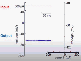 GitHub - forestspike/SNN_single-molecule