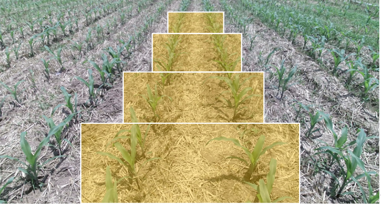 GitHub - WoodratTradeCo/crop-rows-detection: It is an real-time crop ...