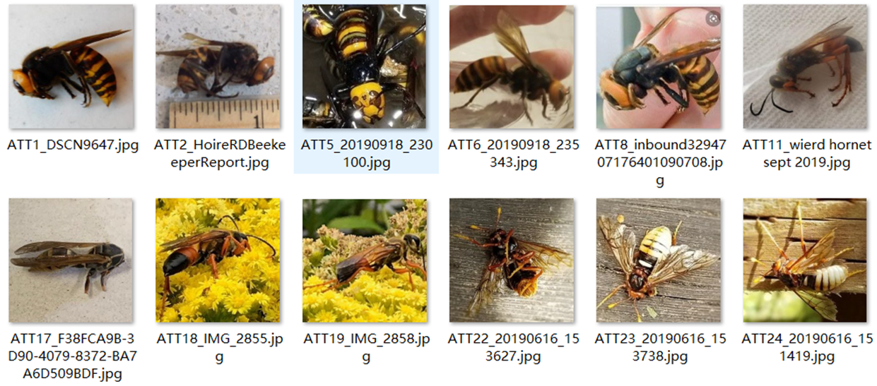 GitHub - GAOChengzhan/CNN_based_Image_Recognition_for_AsianGiant_Hornets: 1. Built an Auto ...
