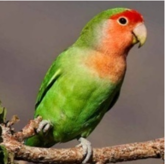 GitHub - DTegano/ImageRecognition-KaggleBirds: Convolutional Neural ...