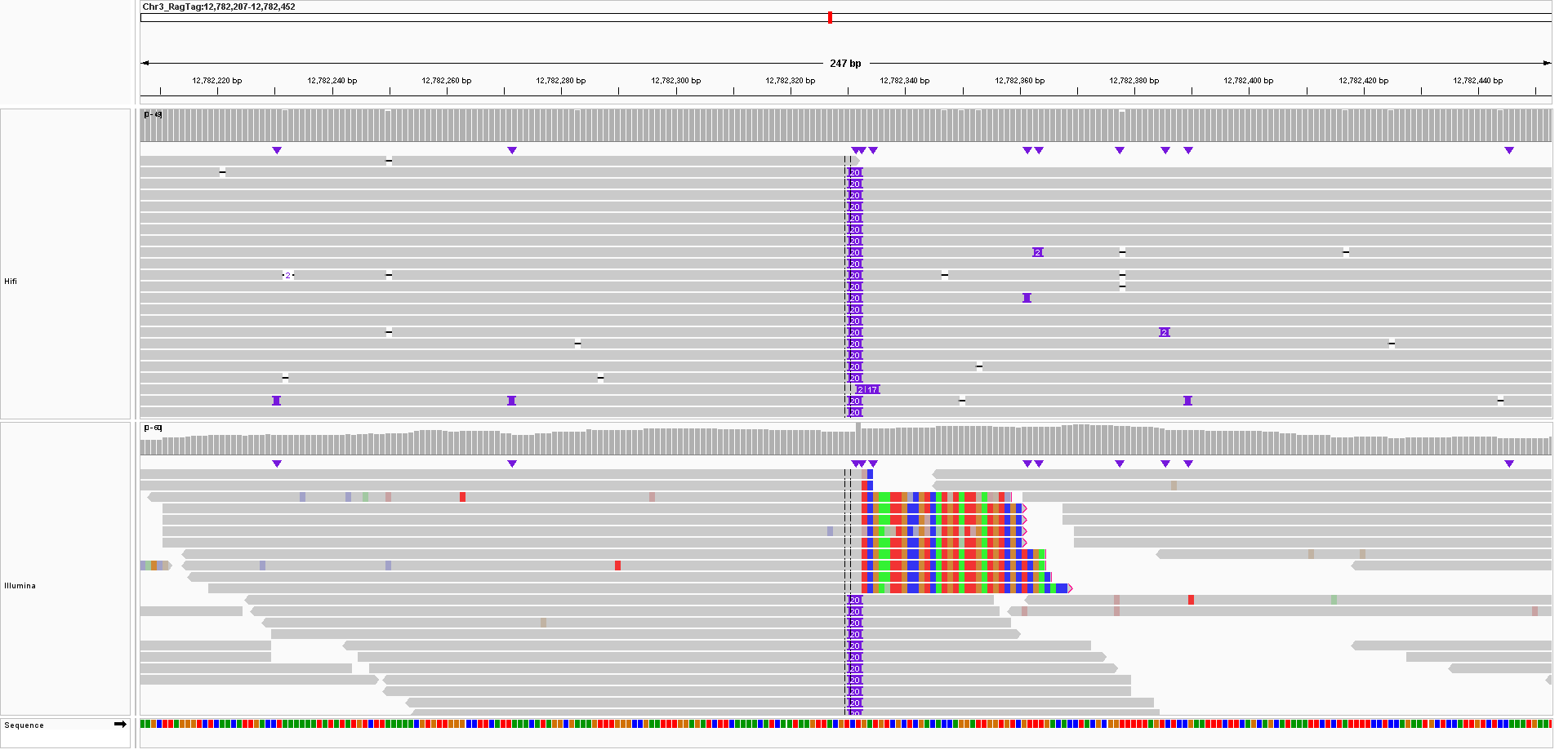 Unexplained assembly error · Issue #466 · chhylp123/hifiasm · GitHub