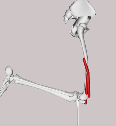 ConditionalPathPoint's sometimes don't visualize correctly · Issue #1331 · opensim-org/opensim ...