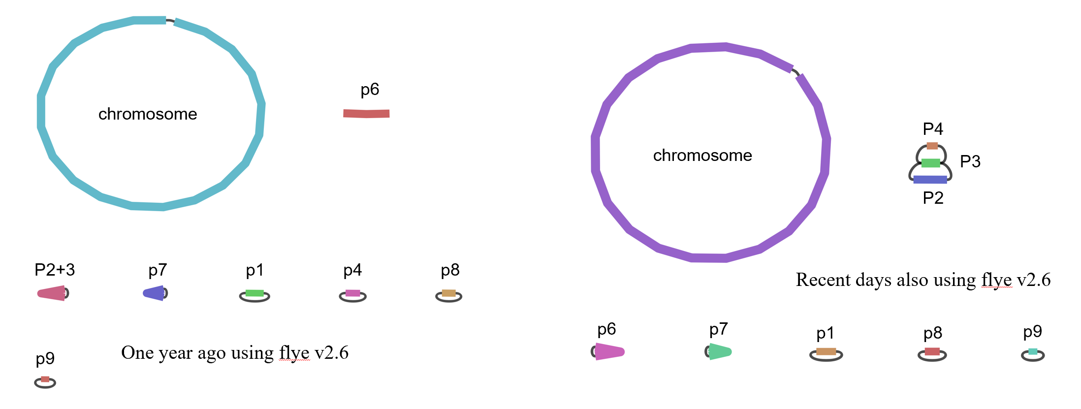question about assembly results · Issue #514 · mikolmogorov/Flye · GitHub