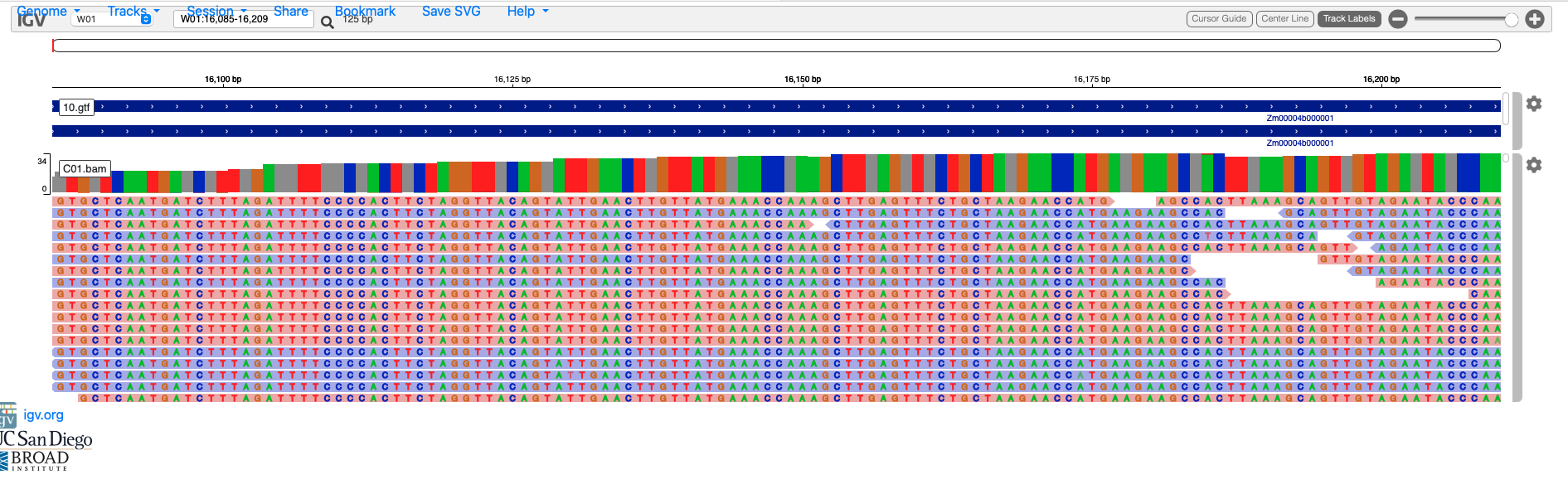 IGV web app: sequence is showing up on .bam tracks (alignments and coverage) and not above the ...