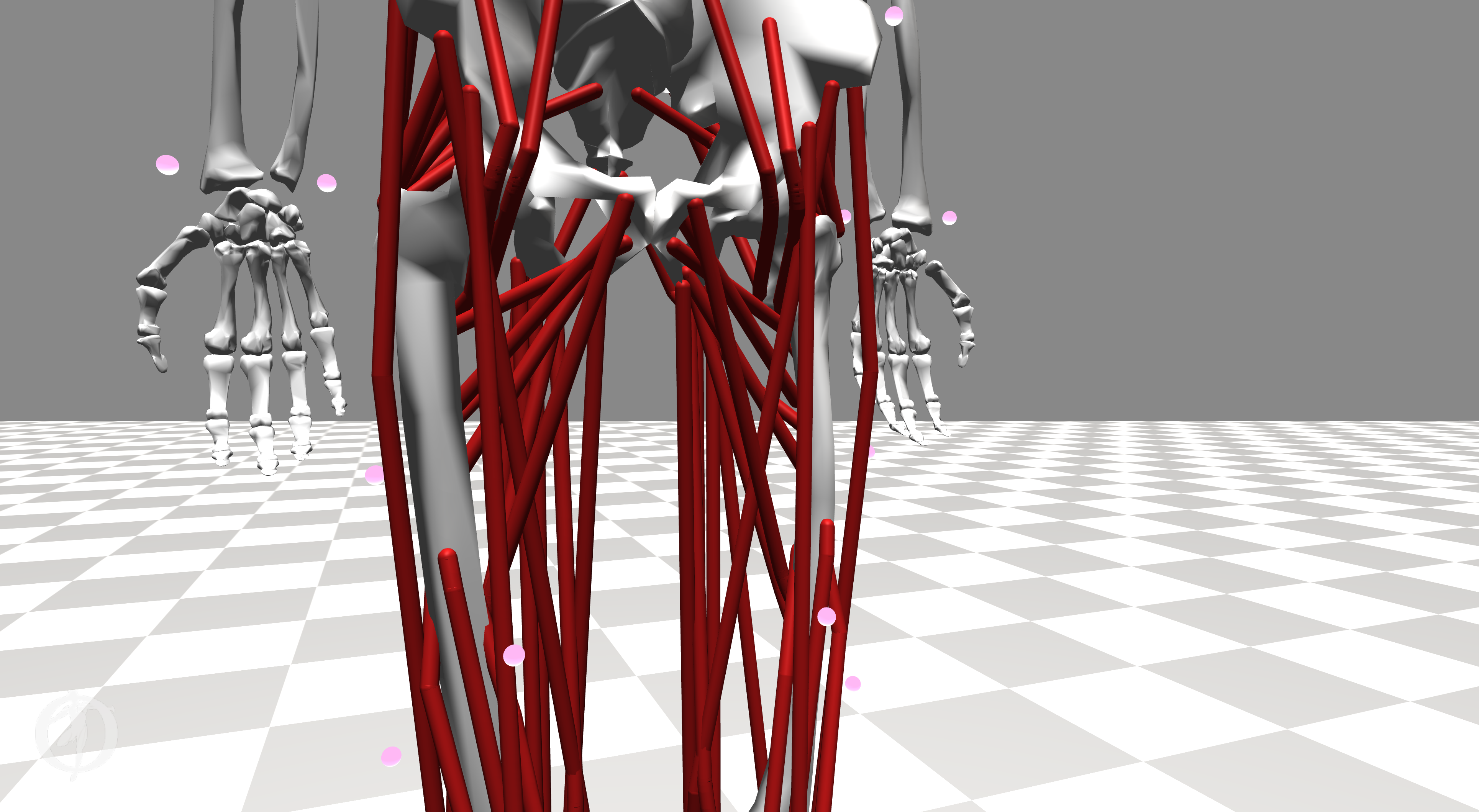 Wrap geometry quadrant display and muscle path around wrap object display unexpected · Issue ...