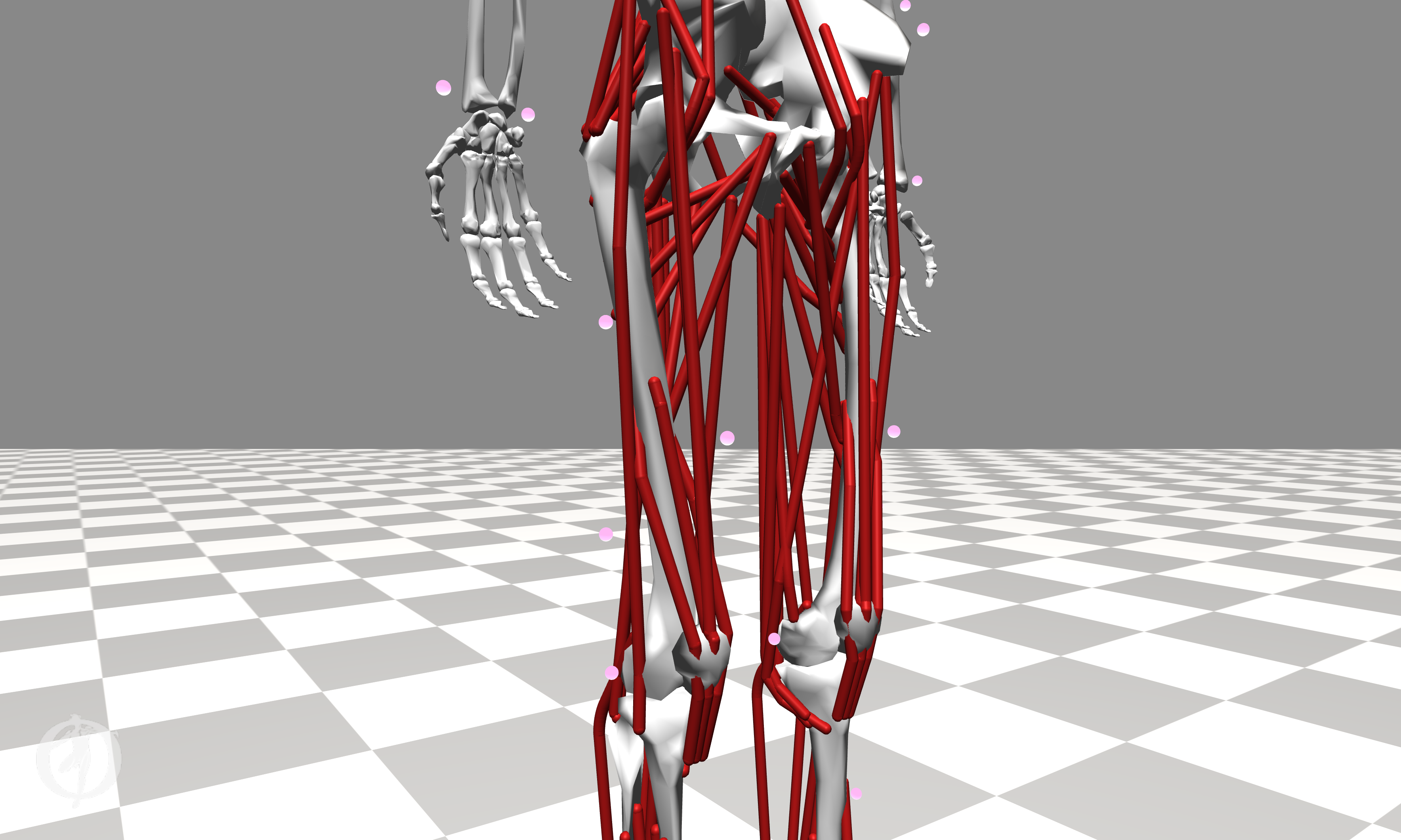 Wrap geometry quadrant display and muscle path around wrap object display unexpected · Issue ...