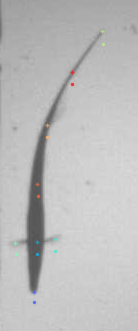 Consistent offset of labels when using EfficientNet · Issue #1509 · DeepLabCut/DeepLabCut · GitHub