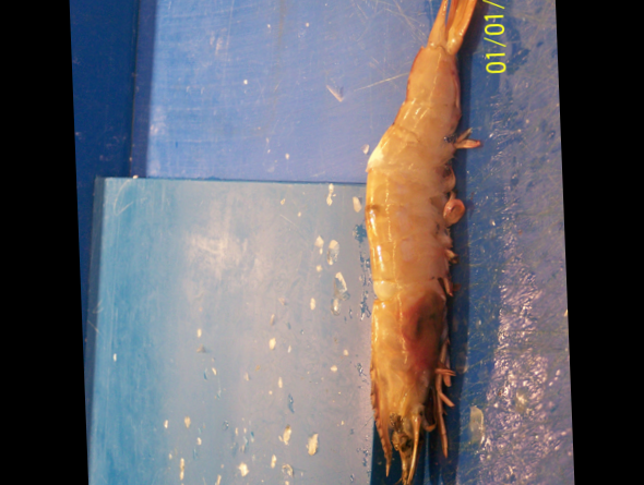 GitHub - upamanyu1/Deep_Learning_image_class_fish: Image classifier for ...