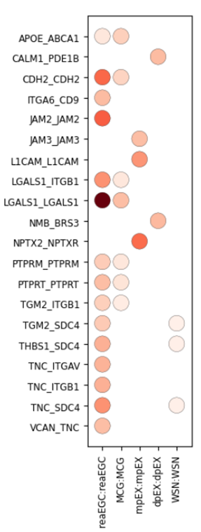 same cell type in cci · Issue #230 · BiomedicalMachineLearning/stLearn · GitHub