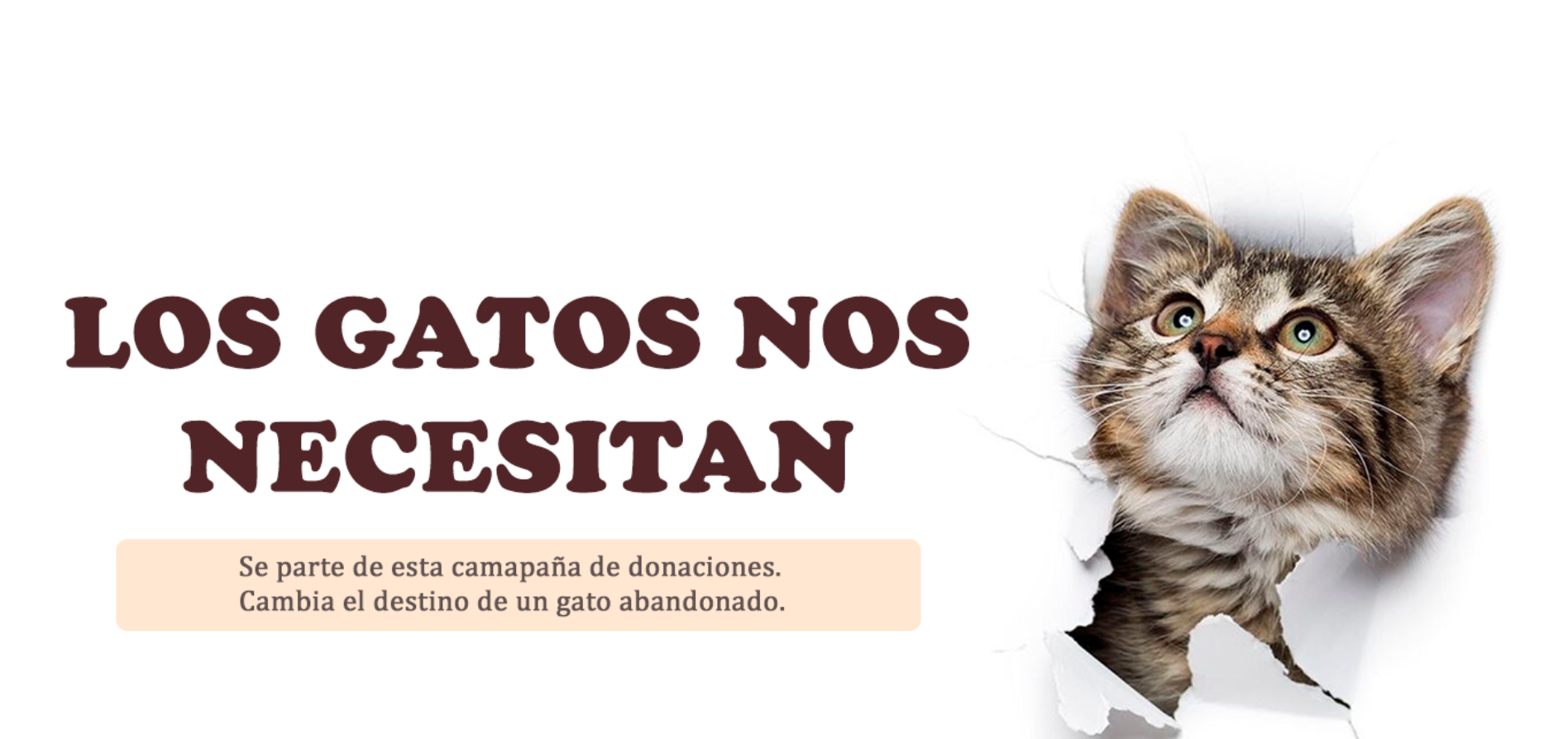 GitHub - StrikeRose/Gatitos-Parque-Kennedy: Actualmente en 2023 hay decenas de gatos sin hogar ...