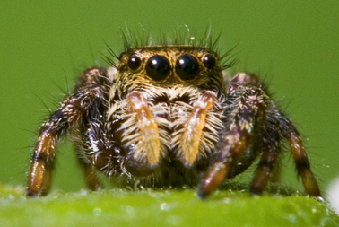 [Swagger UI] Invalid scopes configuration · Issue #5225 · api-platform/core · GitHub