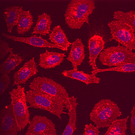 Discrepancy of GUI/script results to cellpose.org result · Issue #7 ...