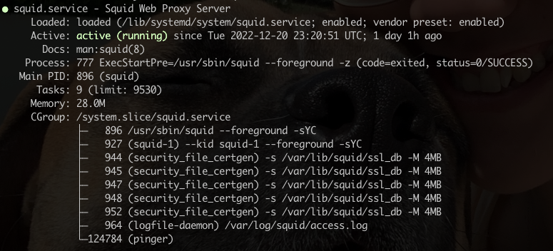 GitHub - hiep4hiep/Install-Squid-For-XSOAR-Test