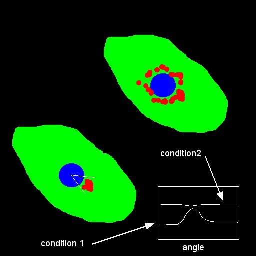 GitHub - Imagimm-CIML/360-Angular-Scanning-monitoring-Organelle-Distribution