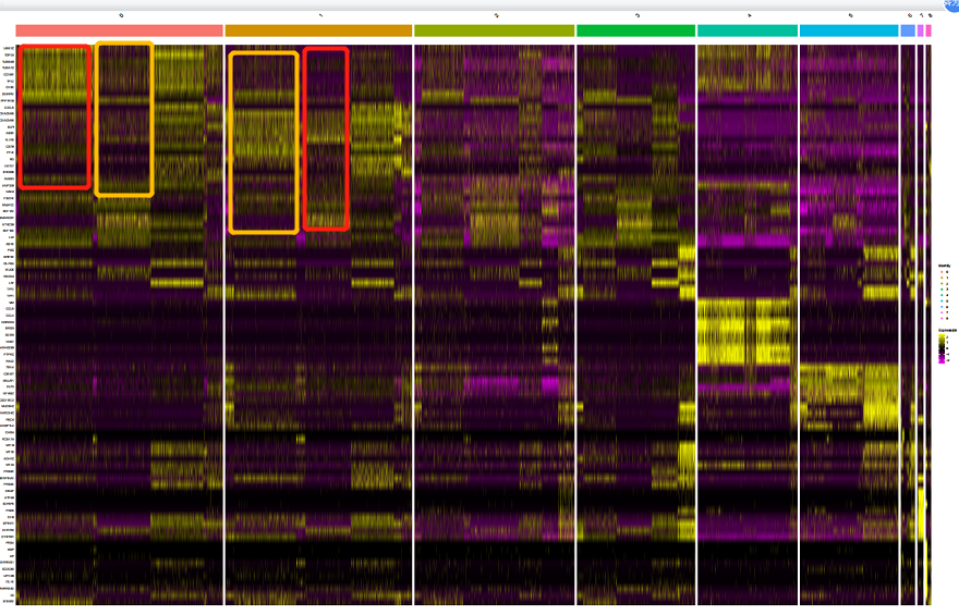 The batch effect showing in doheatmap png · Issue #5540 · satijalab ...