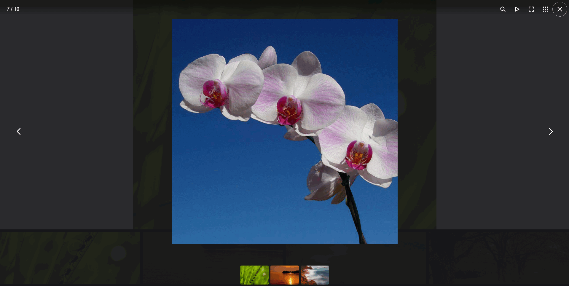 Thumbs don't display if they are lazy loaded inside link · Issue #153 · fancyapps/ui · GitHub