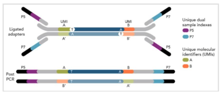 How can use umi-tools for umi present on read1 and in both the end like ...