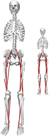 PhysicalOffsetFrames are scaled only if they are owned by the Joint to which they attach · Issue ...