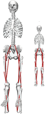 PhysicalOffsetFrames are scaled only if they are owned by the Joint to which they attach · Issue ...